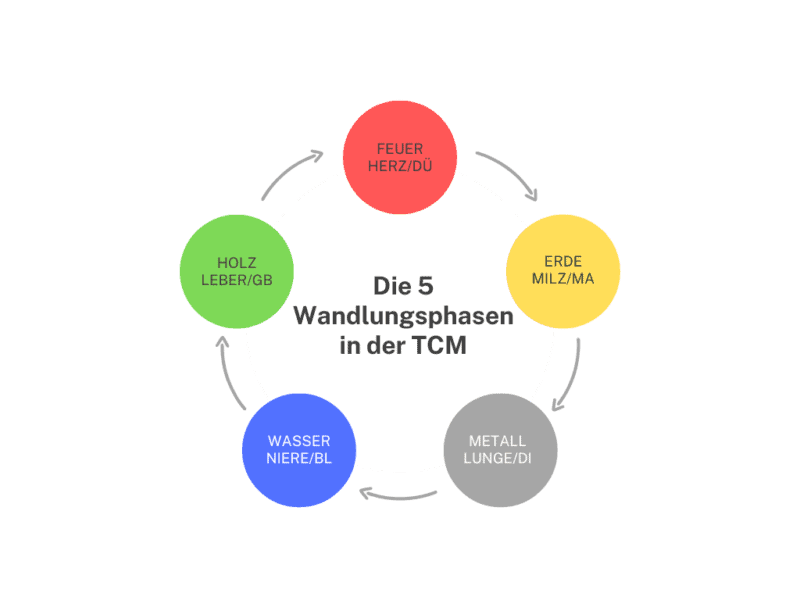 TCM-Blog von Angelika Kreuzer - Vitalmesszentrum Wien